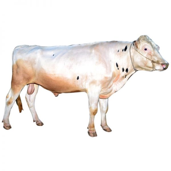 APOLLO – Morna Breeding Technology (MBT)